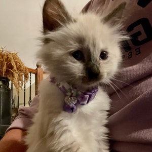 Pink Roses Cat Collar With Bell Cat Breakaway Collar Custom - Etsy