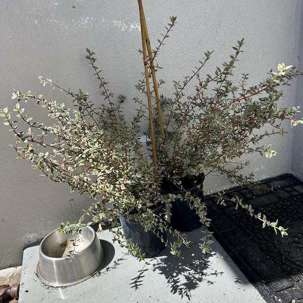 Fruit Cocktail Mango Tree - Grafted Tree - 1 to 2 Feet Tall -grafted ...