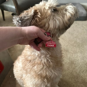 Personalized LED Dog Tag Light up Dog Tag Color Changing Stocking ...