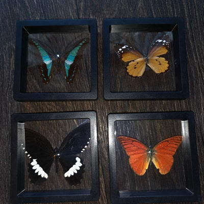 10-100 UNSPREAD RANDOM Butterflies Pack Lot Real Mixed Species - Etsy