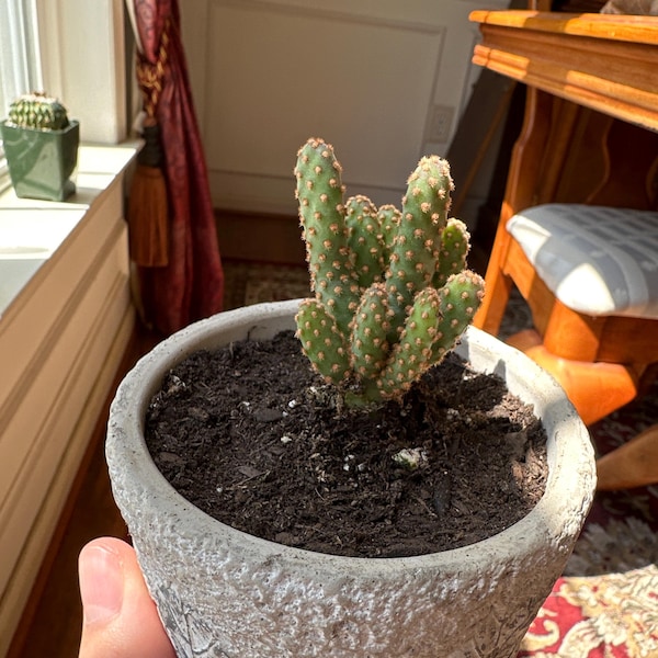 Mini Cinnamon Cactus, Opuntia Rufida Minima, Rare Cactus, Small ...