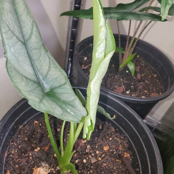 Alocasia Sabrina Starter Plant (ALL STARTER PLANTS Require You to ...