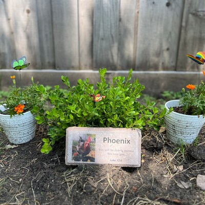 Chicken Memorial Stone personalized Pet Keepsake Loss of - Etsy