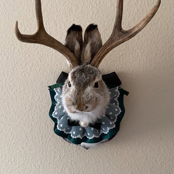 Taxidermy Jackalope on Traditional Black Wood Plaque - Etsy
