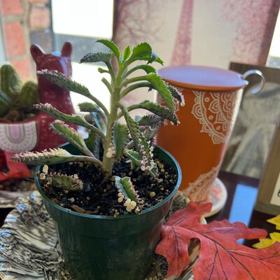 Variegated Pink Mother of Millions Plant Mother of Thousands - Etsy