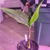 Musa ‘poquito’ Banana Tree/ Banana Tree in 4 Inch Cups (one Plant per ...