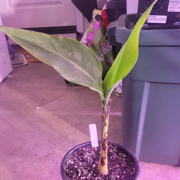Musa ‘poquito’ Banana Tree/ Banana Tree in 4 Inch Cups (one Plant per ...