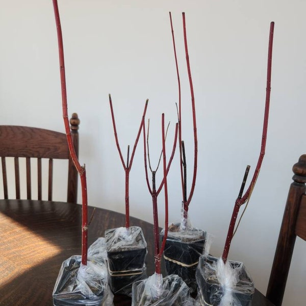 Chinese Elm Quart Container - Etsy