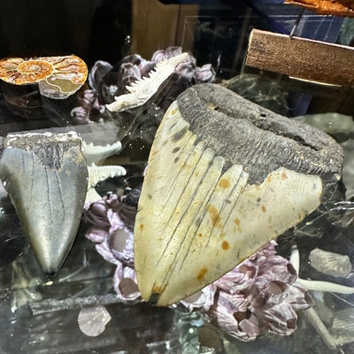 Megalodon Tooth 5.0 Inches. Real Fossil Megalodon Shark Tooth ...