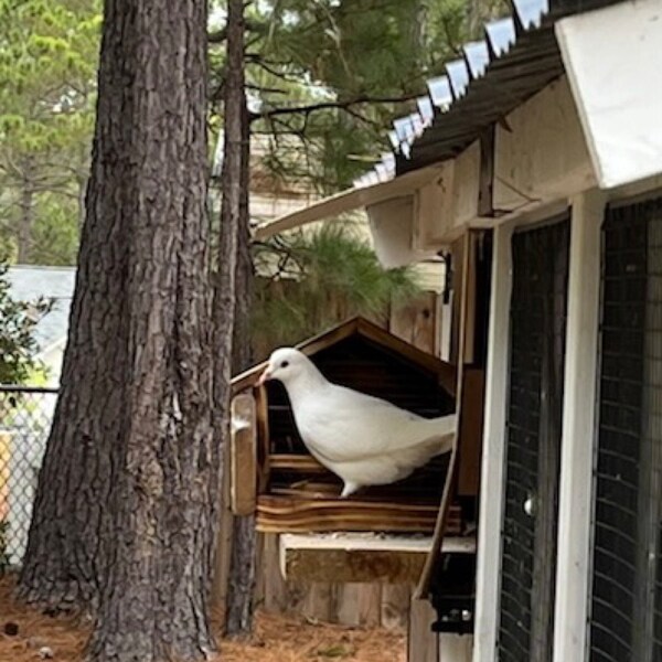 Large Handmade Dove House With Feeding Platform and Torched Finish ...