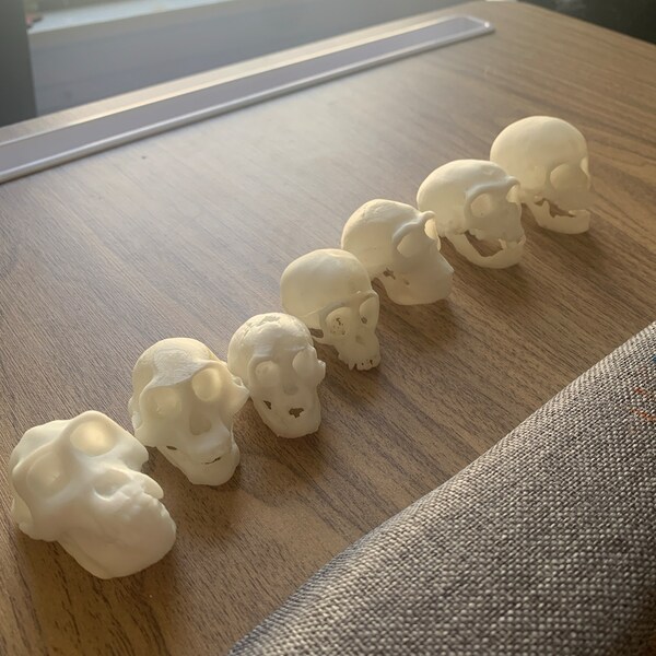 Boa Constrictor Skull - Resin Life-like Replica - Etsy