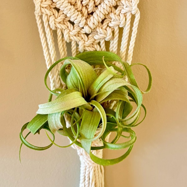 Tillandsia Fuchsii Var Gracilis - Air Plant | Unusual Indoor House ...