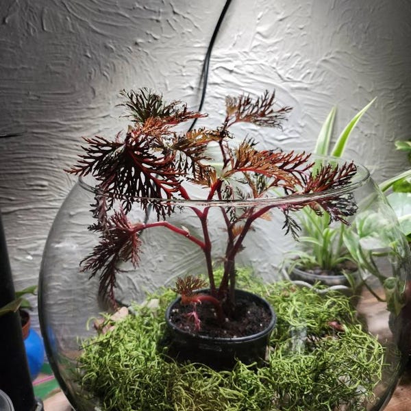 Hunter's Venom African Violet Live Plant, Young Starter in a 4" Pot ...