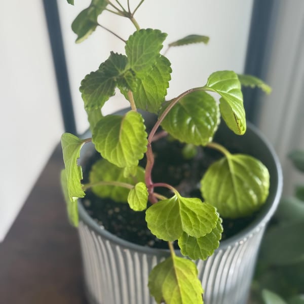 Peace Dove Tree Topper Gold Olive Branch Gift Idea Sale Metal Wall ...