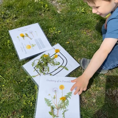 Dandelion Mini Unit Study Bundle - Etsy