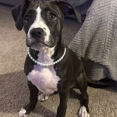 Farm Animal String Art // Horse Art // Pig Art // Sheep Art // Cow Art ...