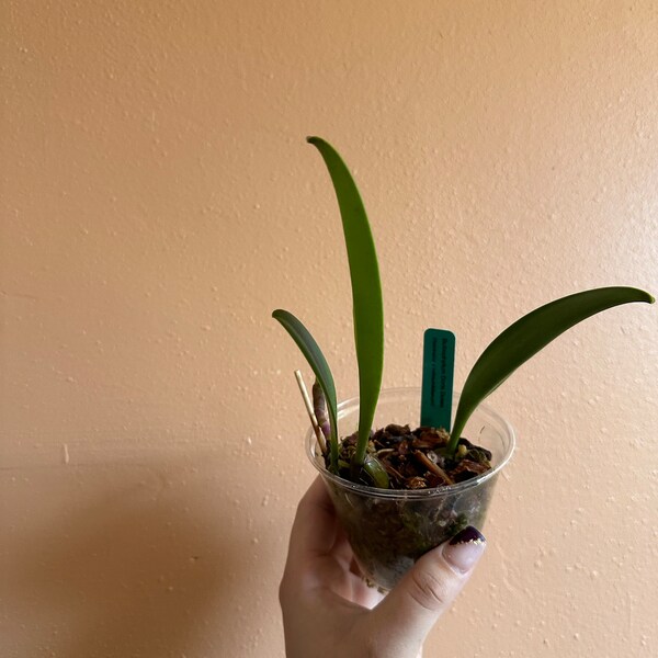 Vanda Miss Joaquim papilionanthe Miss Joaquim Fresh Cuttings 6-8 Inches ...
