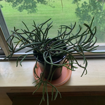 Euphorbia Trigona CV. Royal Red Rubra Cactus Rare Succulent Live Cacti ...