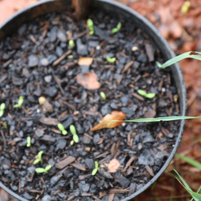 Mountain Princess Tomato Seeds Red Tomatoes Heirloom - Etsy