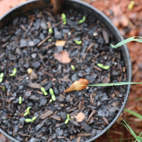 Mountain Princess Tomato Seeds Red Tomatoes, Heirloom Tomatoes, Organic ...