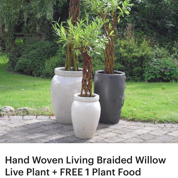 Hand Woven Living Braided Willow Live Plant + FREE 1 Plant Food - Etsy