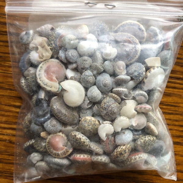 Natural Black Umbonium Shells (1/4 - 1/2") | 1/4 Cup - Etsy