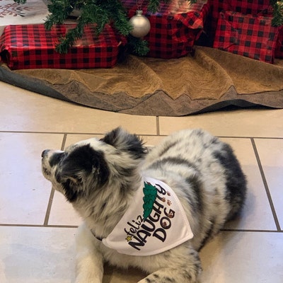 Zoomies, Cricut Svg Files, Png Files, Dog Printable, Instant Download ...