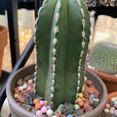 Polka Dot 4 Cactus Plant cacti Succulent-live Plant Unique-live Cactus ...