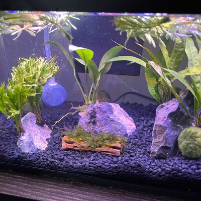 X2 Subwassertang Moss on Cholla Wood Shrimp Hideout & Betta Aquarium ...