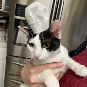 Chef Hat for Cats - Etsy