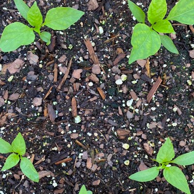 오이고추 Seeds 15 Korean Cucumber Pepper Seeds - Etsy