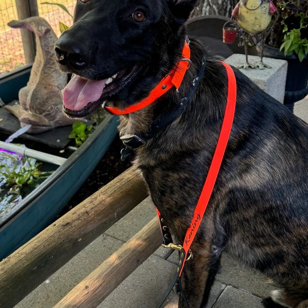 Custom Order | Biothane® Rope Slip Lead Leash (single or Bundle) - Etsy