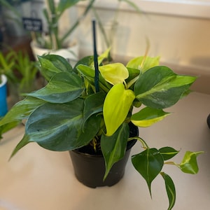 LIVE 6 Inch Pot Brazilian Philodendron Scandens Brazil, Trailing ...