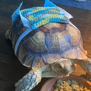 Custom Tortoise Diaper | Etsy