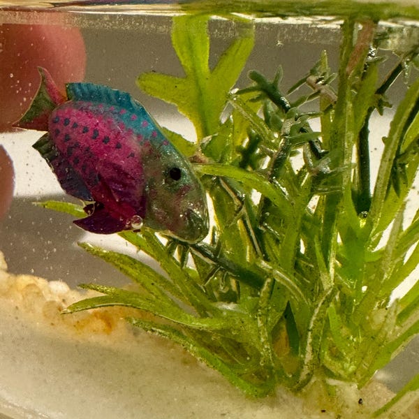 Miniature Clay Axolotl Smiling in the Tank - Etsy