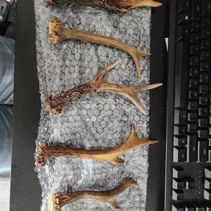 Fallow Deer Skull From Central Europe Fallow Deer dama Dama Unique ...