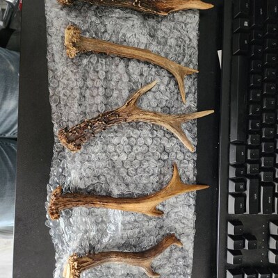 Fallow Deer Skull From Central Europe Fallow Deer dama Dama Unique ...