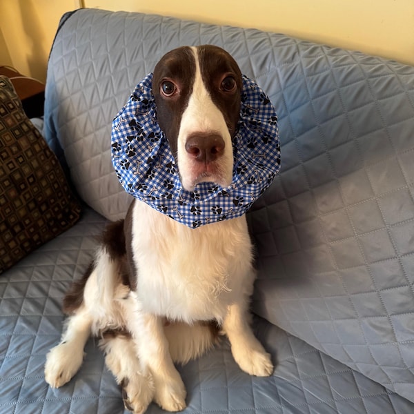 Dog Snood: Long Ear Protector for Cavalier Spaniels and Basset Hounds ...