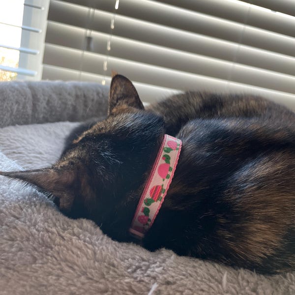 Pink Skull & Crossbones Cat or Kitten Collar Girl Cat Collar for ...