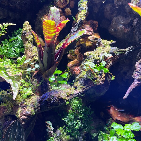 Dusk Moss Mix - Etsy
