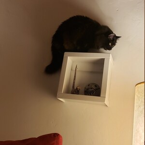 Set of Four: Three Floating Cat Cube Shelves and One Floating Cat Bed ...