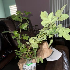 Viburnum Plicatum 'popcorn' Live Plant Perennial Shrub White Snowball ...