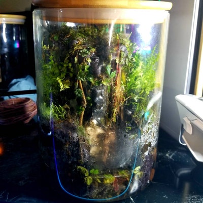 Pogostemon Helferi downoi Plant Tissue Culture, Easy Live Aquatic Plant ...
