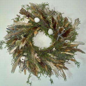 Medium Hebrew Cone Seashells Conus Ebraeus 5 Shells Approx. 1 Inches ...