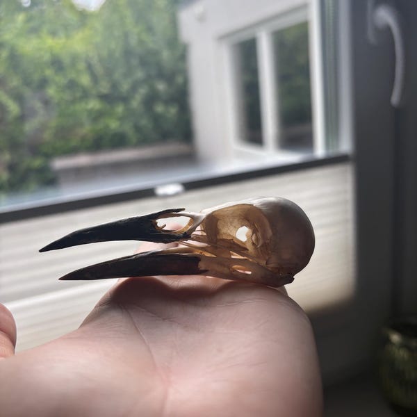 Rook Crow Skull Natural Rook Corvus Frugilegus Corvid Taxidermy Gothic ...