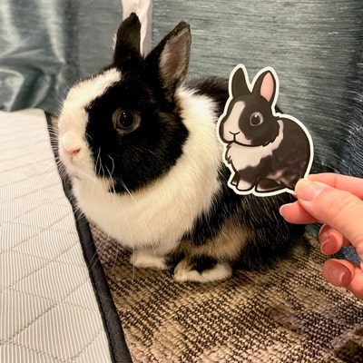Custom 5x Dwarf Rabbit Stickers Cute Dwarf Bunny Picture - Etsy