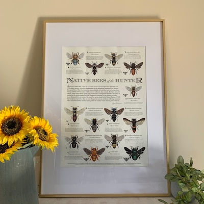 Native Bees of Tasmania Poster - Etsy Australia