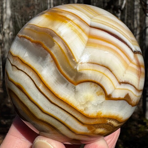 Skull LUCY AUSTRALOPITHECUS Afarensis Replica Complete Skull With ...