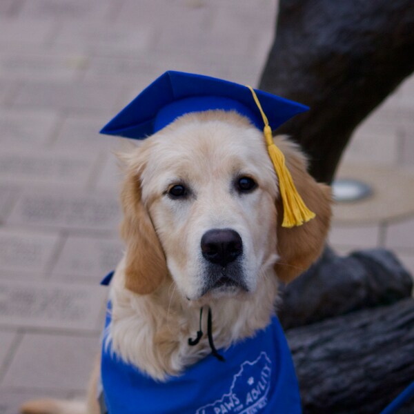 Dog Top Hat, Wedding Top Hat Dogs, Party Dog Hat, Pet Hat, Dog Hat, Dog ...