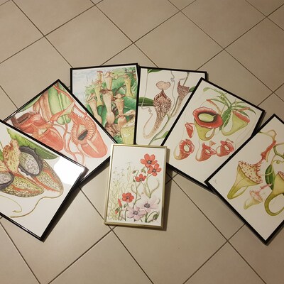 ORIGINAL Nepenthes Talaandig Pencil Drawing - Etsy